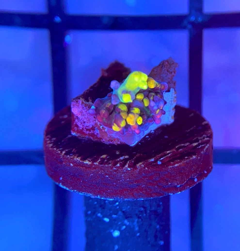 CB Fire Shroom – Reef Regeneration