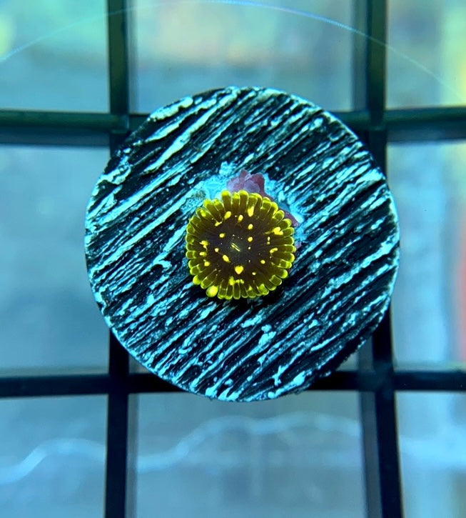 Exosphere Zoas – Reef Regeneration